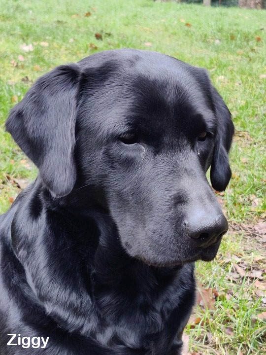 Home - Labrador Belsele